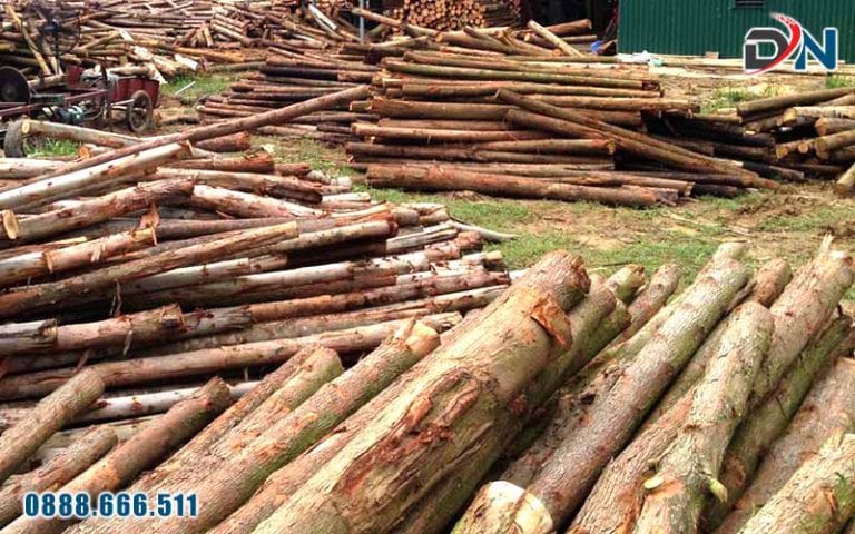 Gỗ bạch đàn được sử dụng như thế nào trong ngành xây dựng